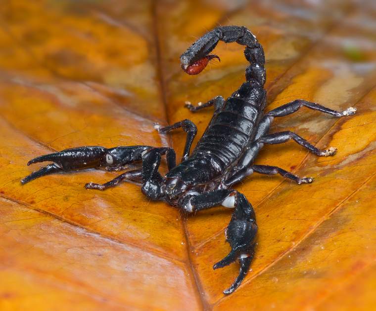 Forest Scorpion - The Rock Journey