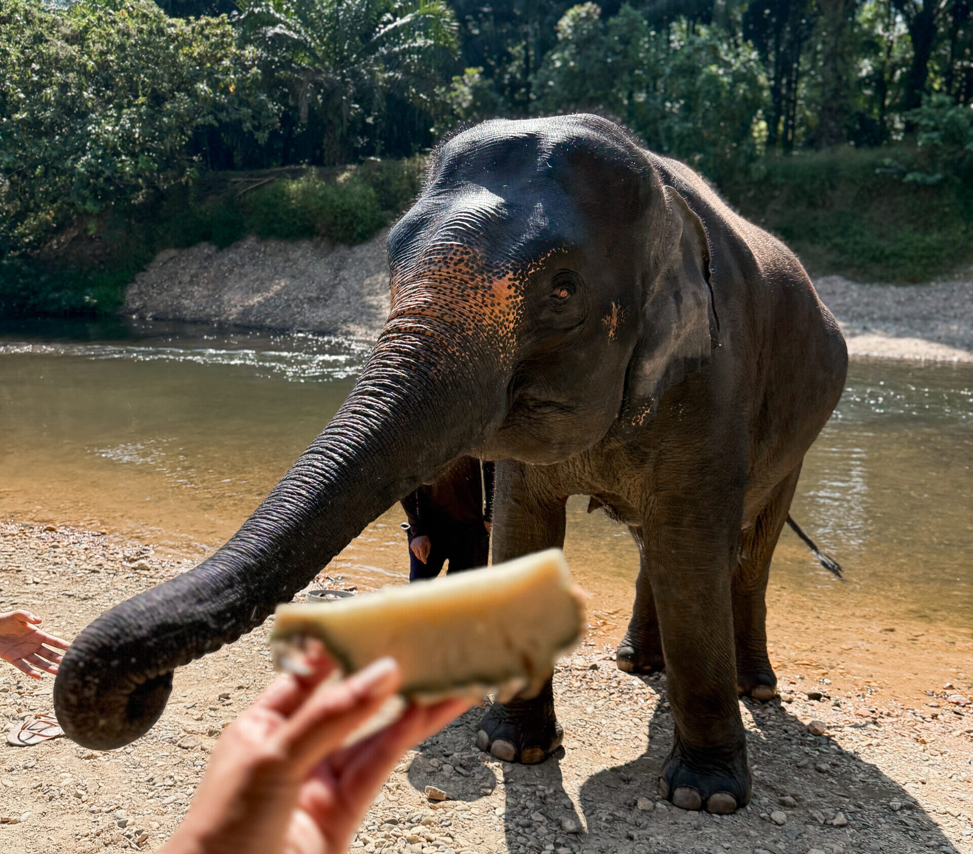 Make Treats for Elephants | A Fun & Ethical Wildlife